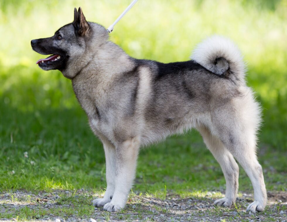 SHHJ - Etelä-Pohjanmaan Pystykorvakerho